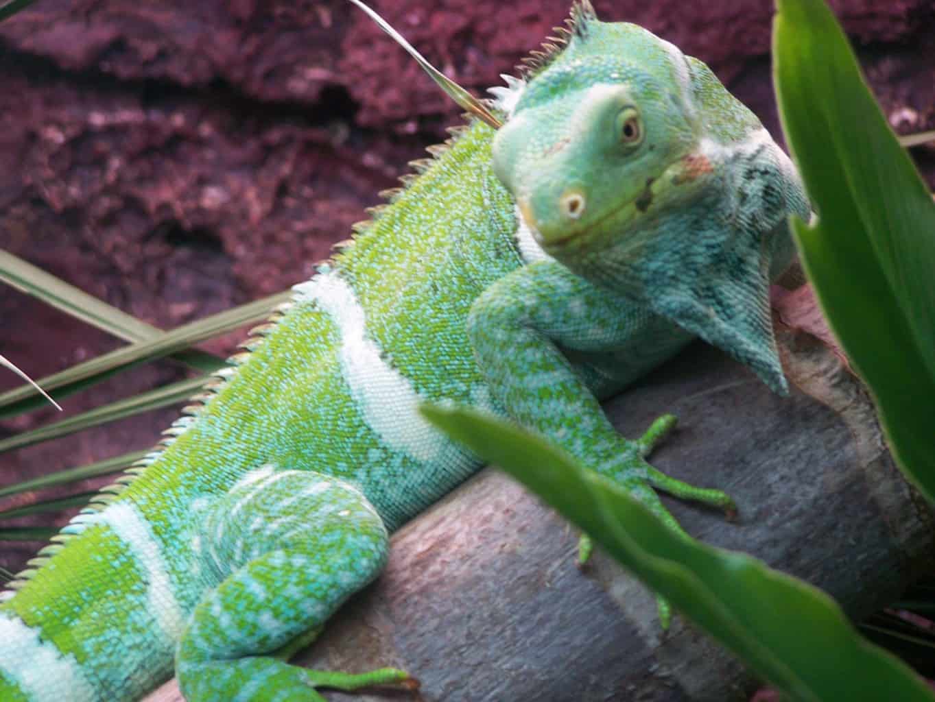 Perth Zoo; a great day out for everyone