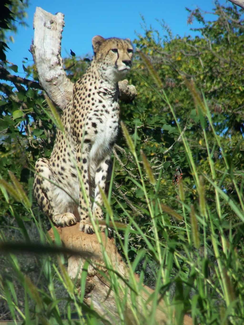 Perth Zoo; a great day out for everyone