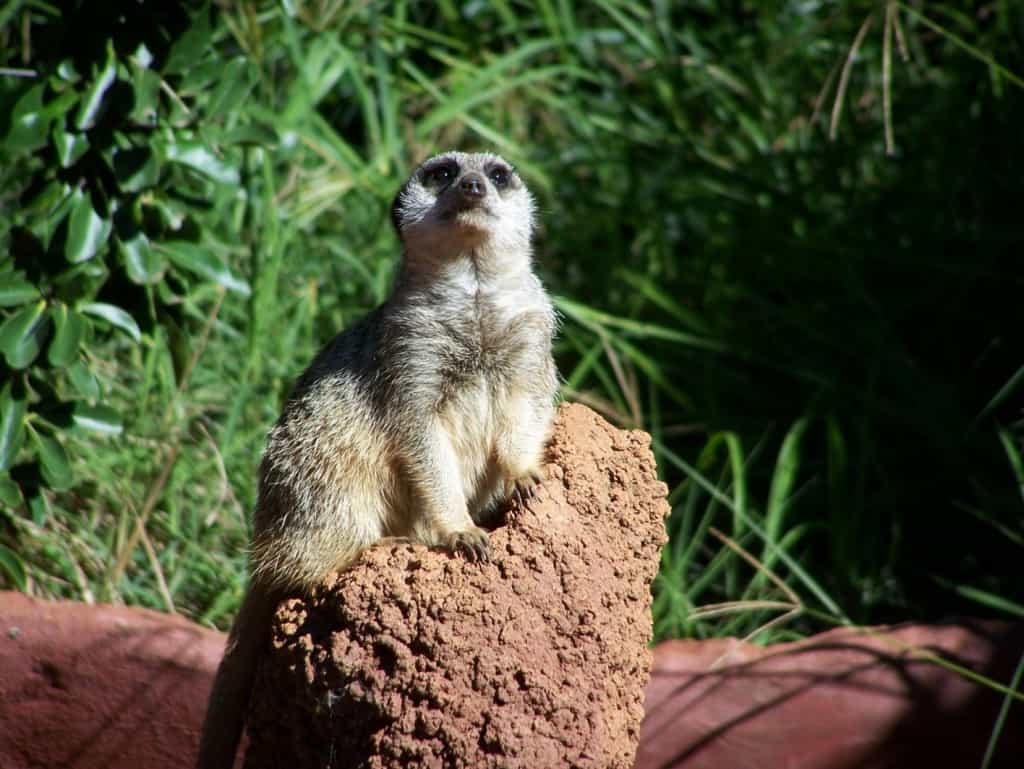 Sandy Cape; magic beach camping near Perth
