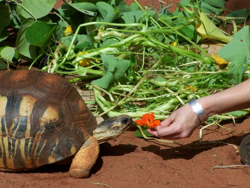 Perth Zoo; a great day out for everyone