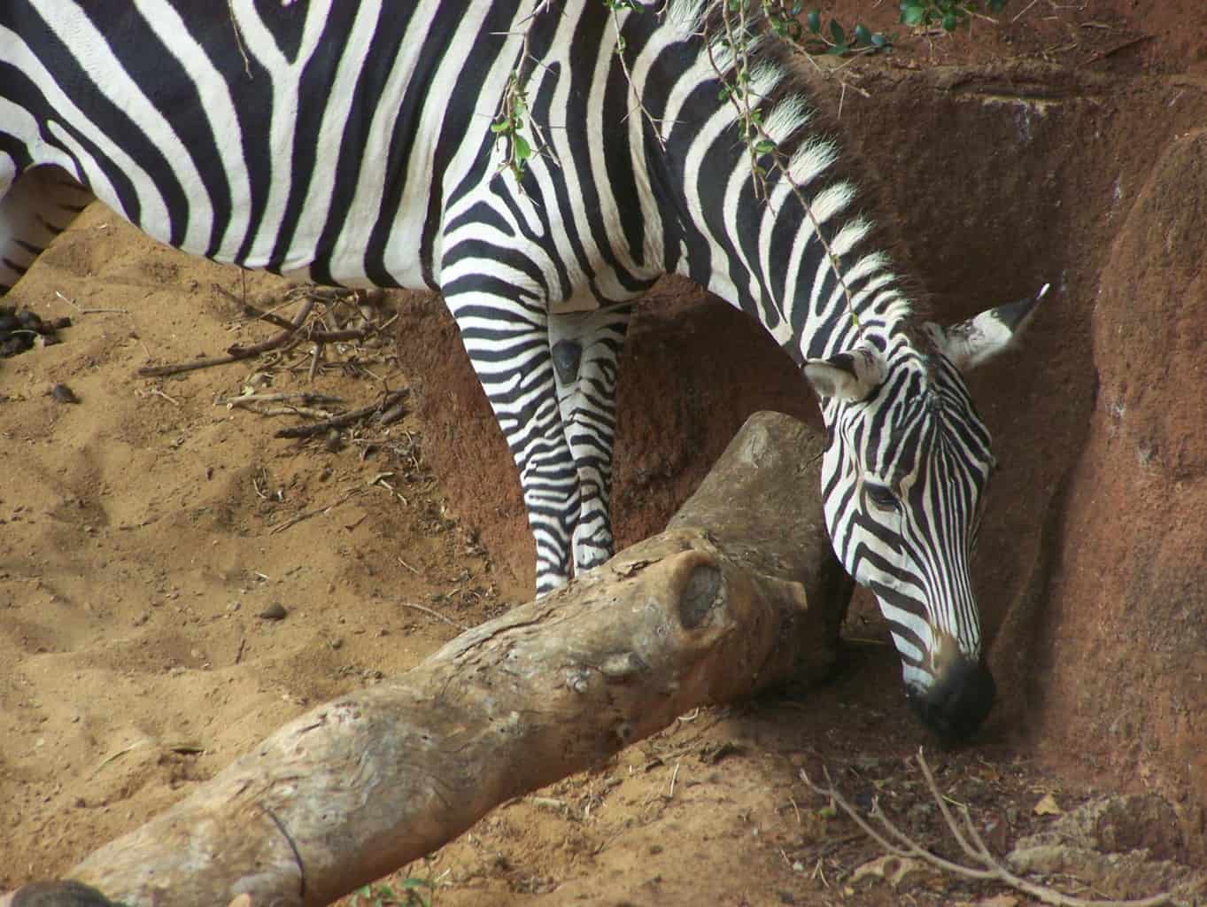 Perth Zoo; a great day out for everyone