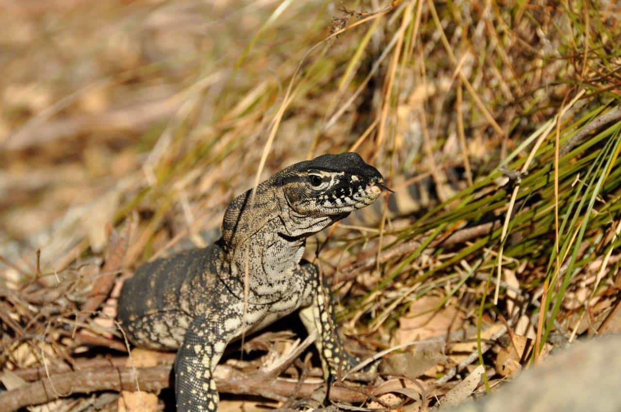 Race horse Goanna
