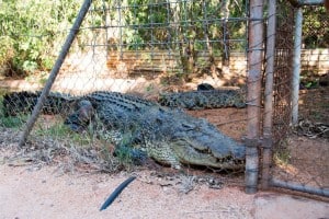 Broome and the trip up