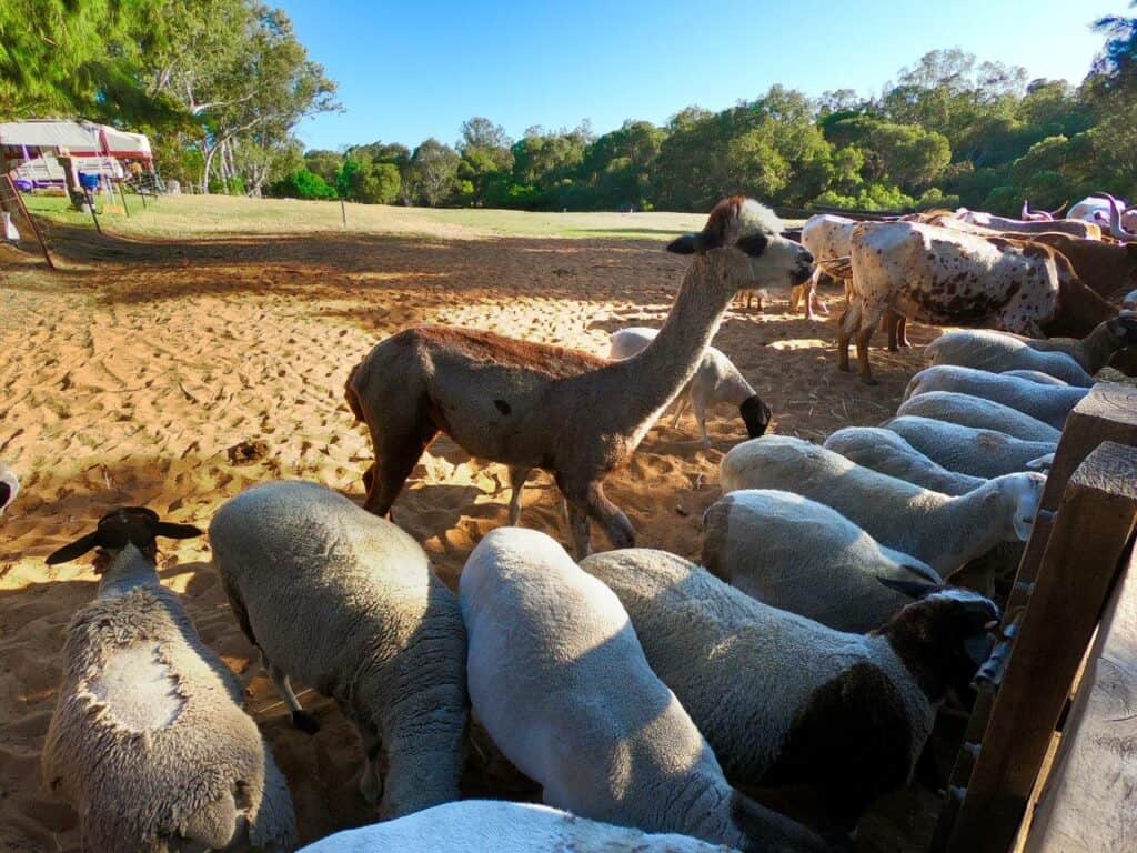 Willowbrook Farm; the ultimate campground for kids near Perth