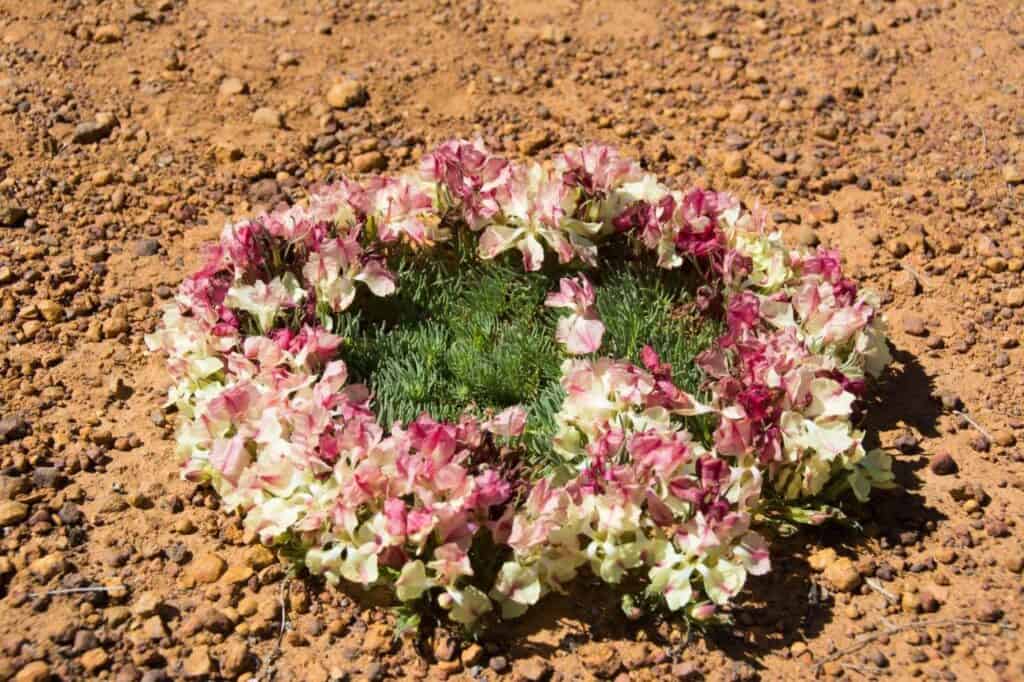 Amazing WA Wildflowers under 5 hours from Perth