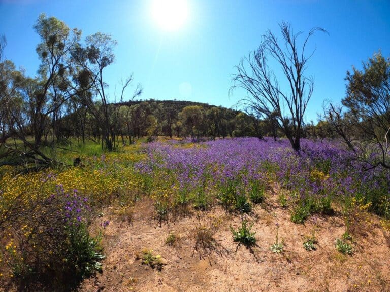 Amazing WA Wildflowers under 5 hours from Perth