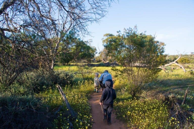 Amazing WA Wildflowers under 5 hours from Perth