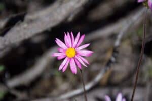 Coalseam Conservation Park; wildflower central