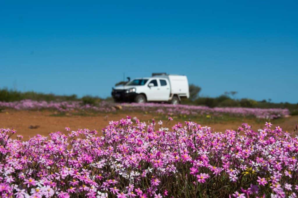Coalseam Conservation Park; wildflower central