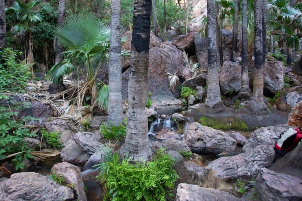 Zebedee Springs in El Questro; unbelievable hot springs