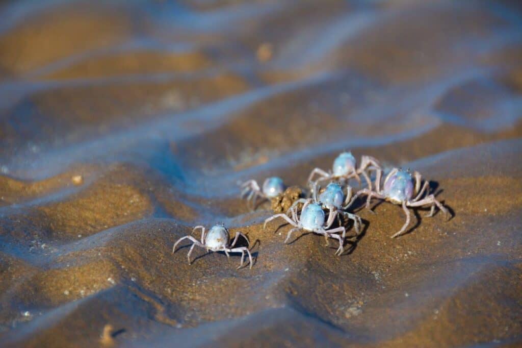 Cossack; brilliant beach front camping near Point Samson