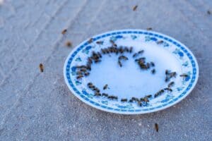 Bees on the mid north west coast