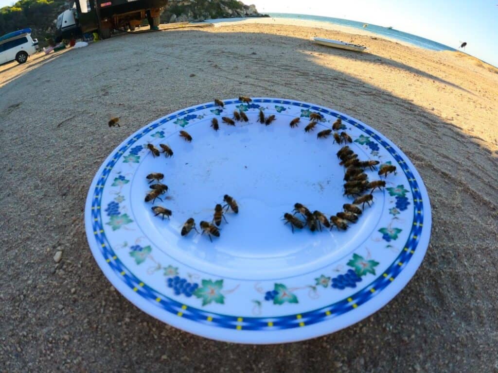 Freshwater Point; perfect, protected beachfront camping
