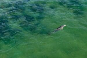 14 amazing things to do in Shark Bay