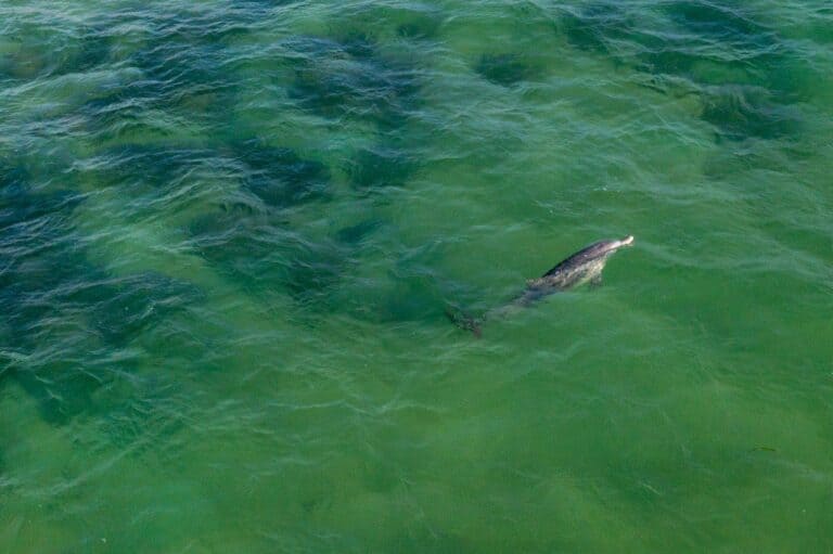 14 amazing things to do in Shark Bay