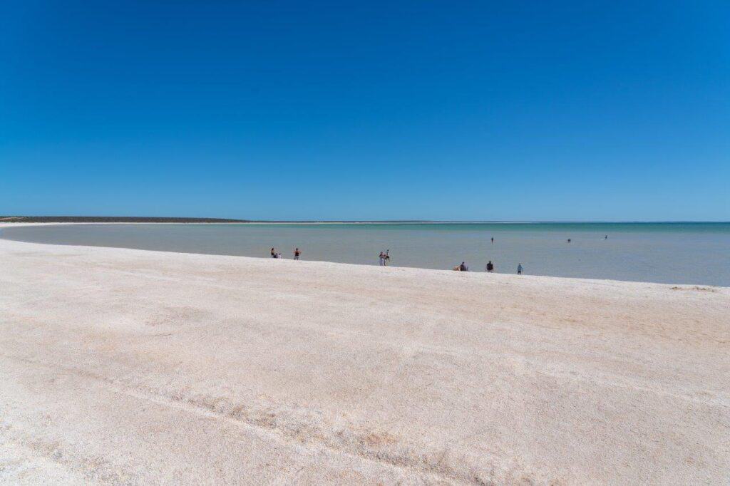 Shell Beach in Shark Bay; a beach with no sand