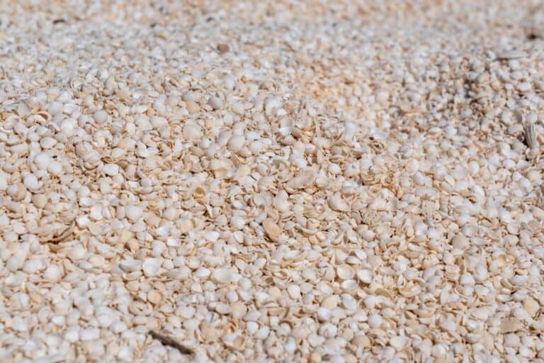 14 amazing things to do in Shark Bay