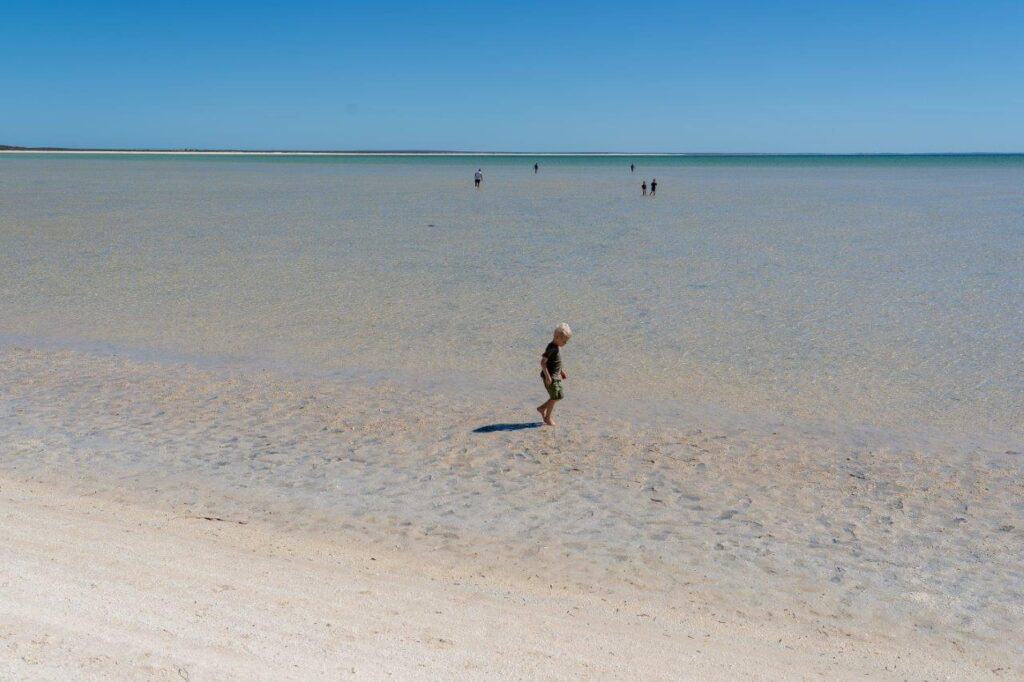 Shell Beach in Shark Bay; a beach with no sand