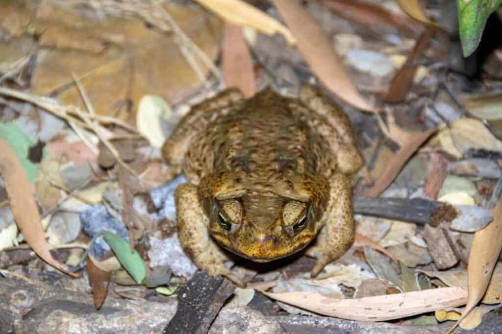 Cane Toads in the Kimberley; a blight on the landscape