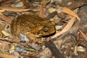 Cane Toads in the Kimberley; a blight on the landscape