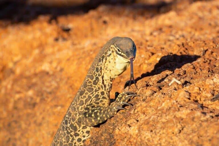 Bilung Pool; a huge, unexpected highlight