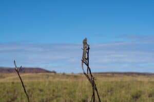 Magic Pool; remote paradise in the Pilbara