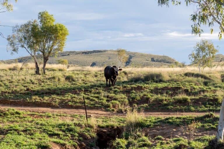 Meentheena Veterans Retreat; sensational Pilbara Camping