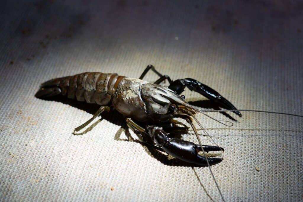 How to catch and cook marron, and why its a heap of fun