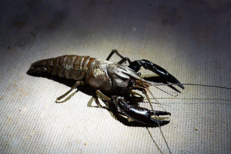 How to catch and cook marron, and why its a heap of fun