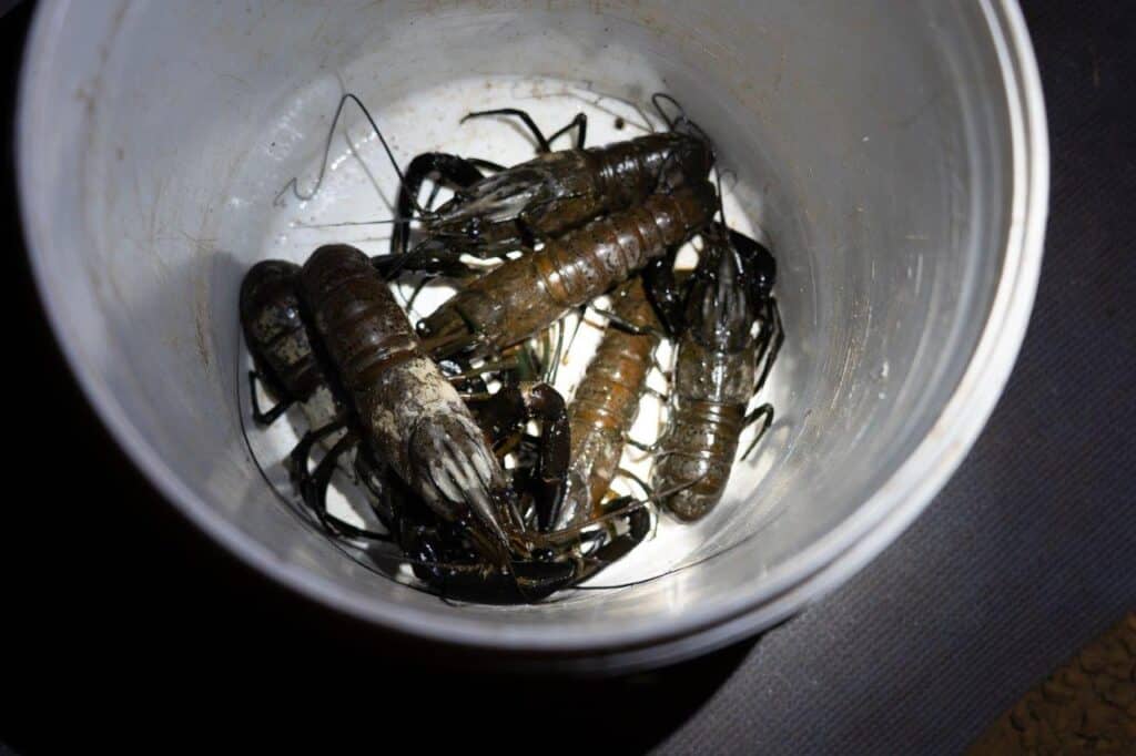 How to catch and cook marron, and why its a heap of fun