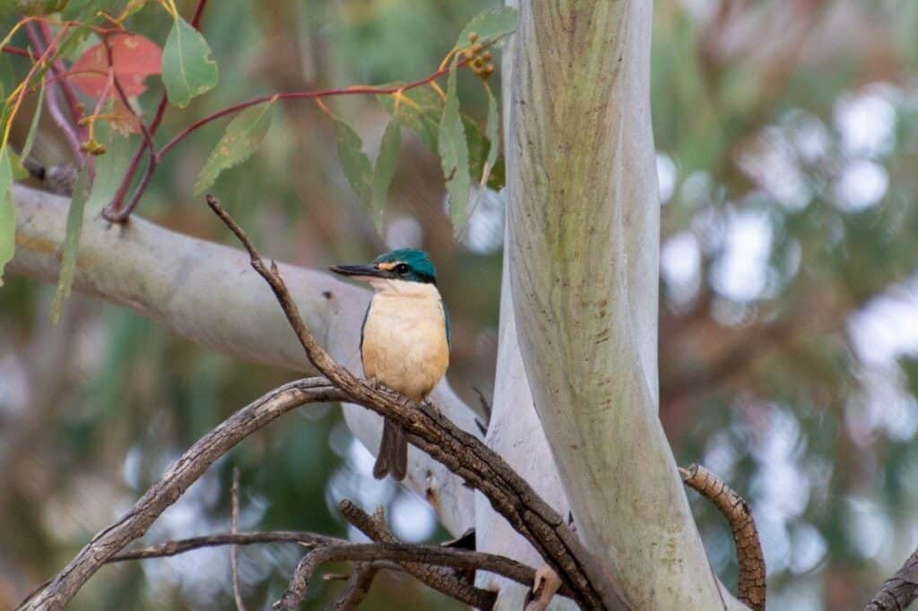Parachilna Gorge; great free camping in the Flinders Ranges