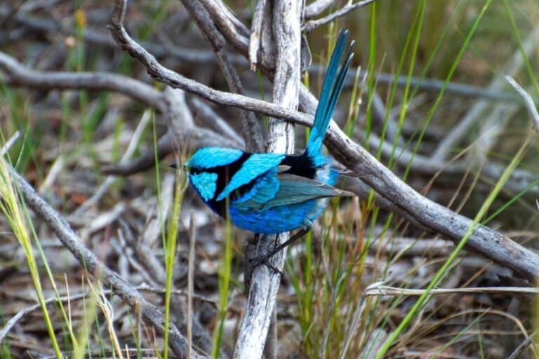 Gawler Ranges National Park; a great camping destination in SA