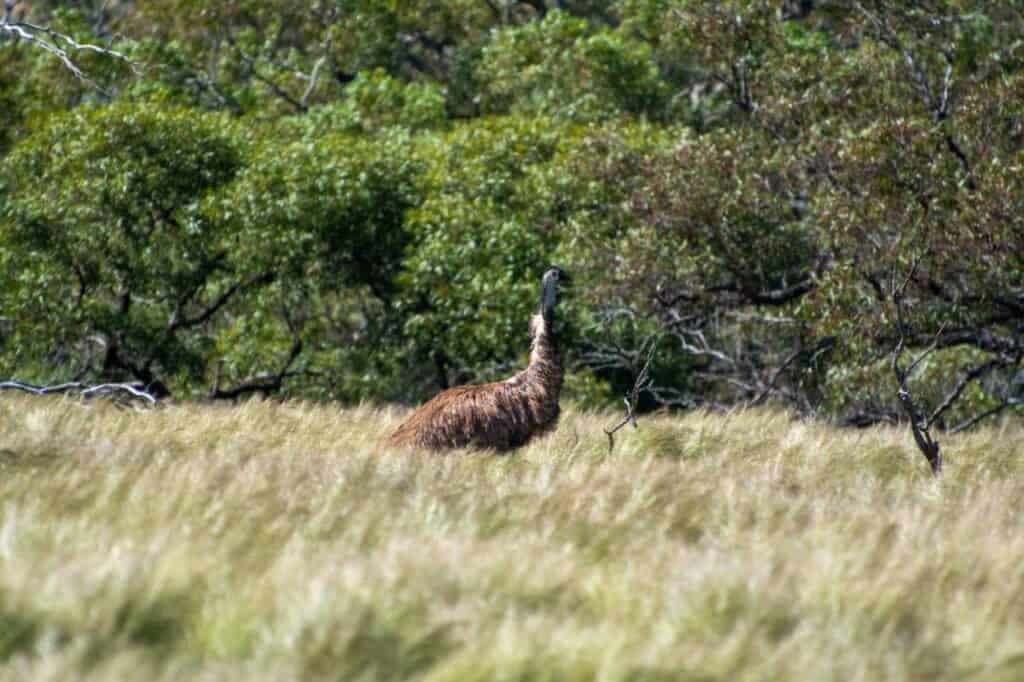Gawler Ranges National Park; a great camping destination in SA