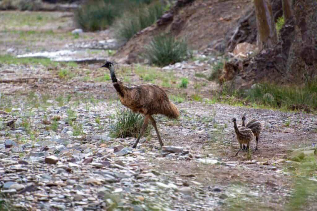 Parachilna Gorge; great free camping in the Flinders Ranges