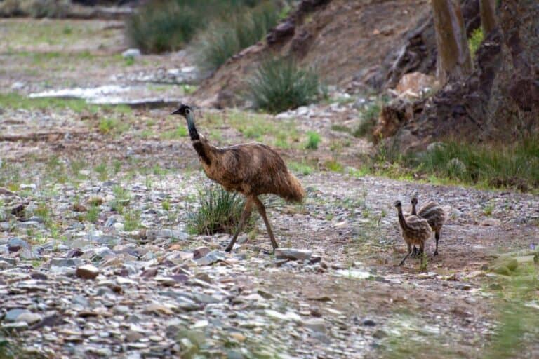 Parachilna Gorge; great free camping in the Flinders Ranges