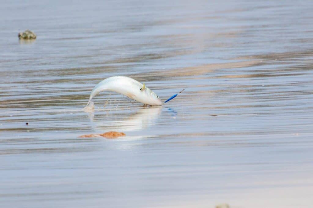 Scotts Beach at Fowlers Bay; spectacular beach camping