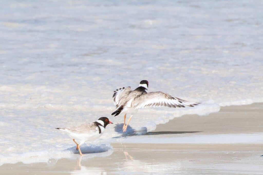 Memory Cove; Lincoln National Park’s best camping