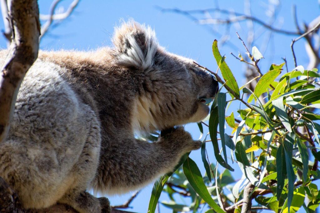 Mikkira Station; Camping with the Koalas