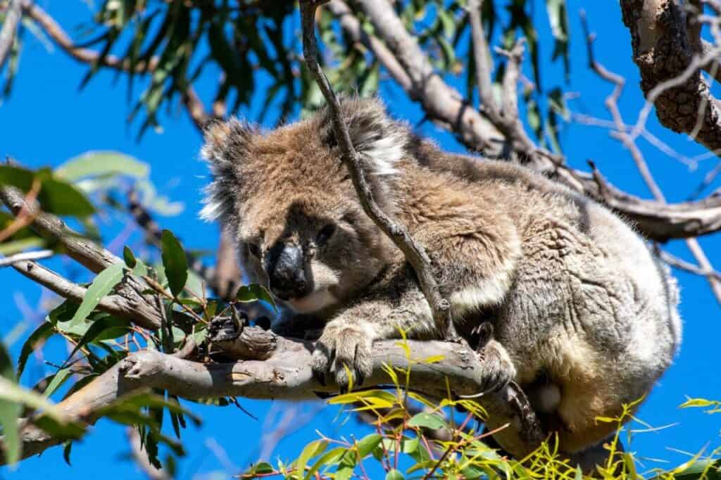 Mikkira Station; Camping with the Koalas