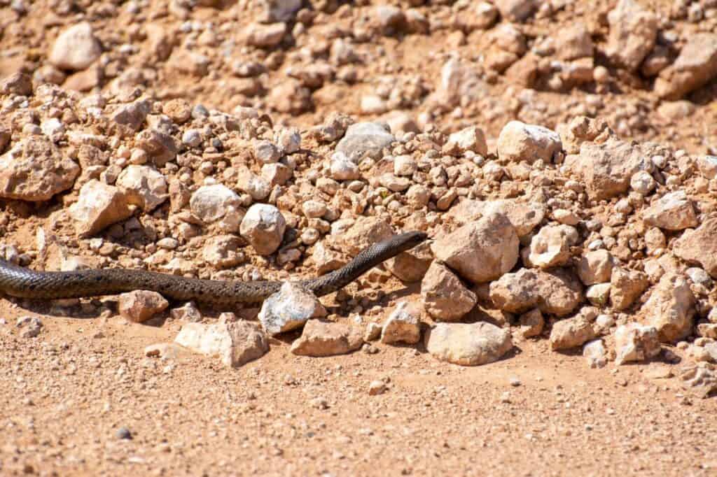 Point Gibbon and Cowell Camping