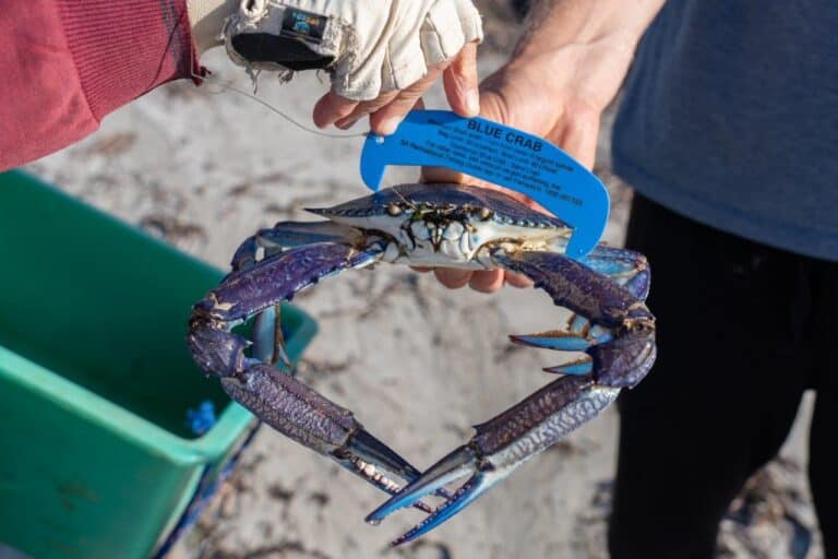 Blue Swimmer Crab; How to catch and cook them