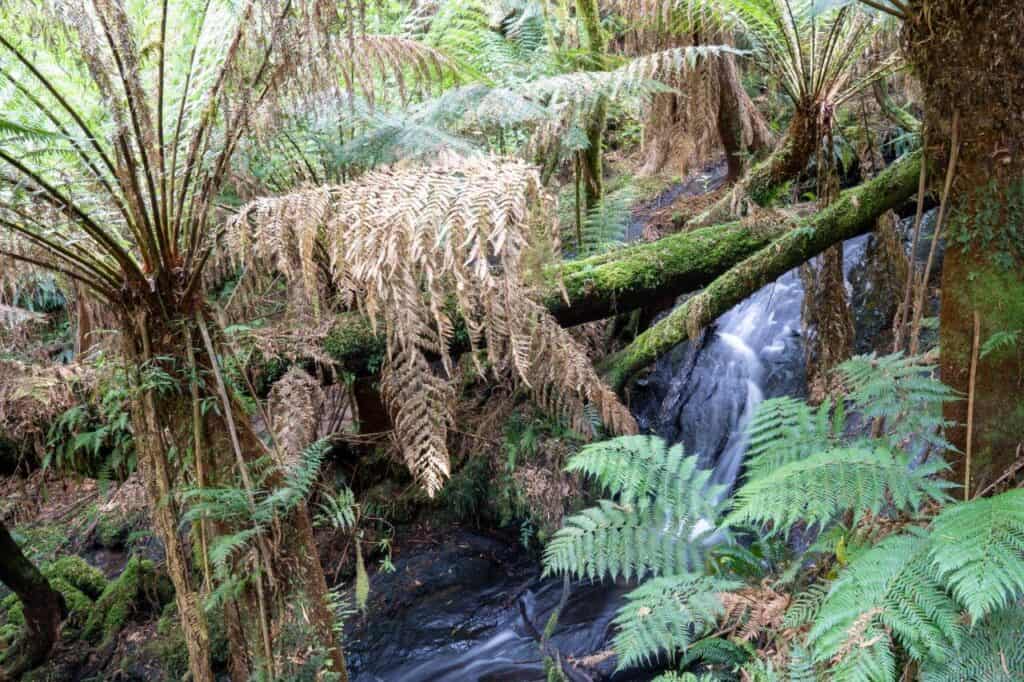 Melba Gully Rainforest Walk on the Great Ocean Road