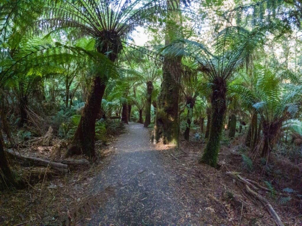 Maits Rest Rainforest Walk; break on the Great Ocean Road