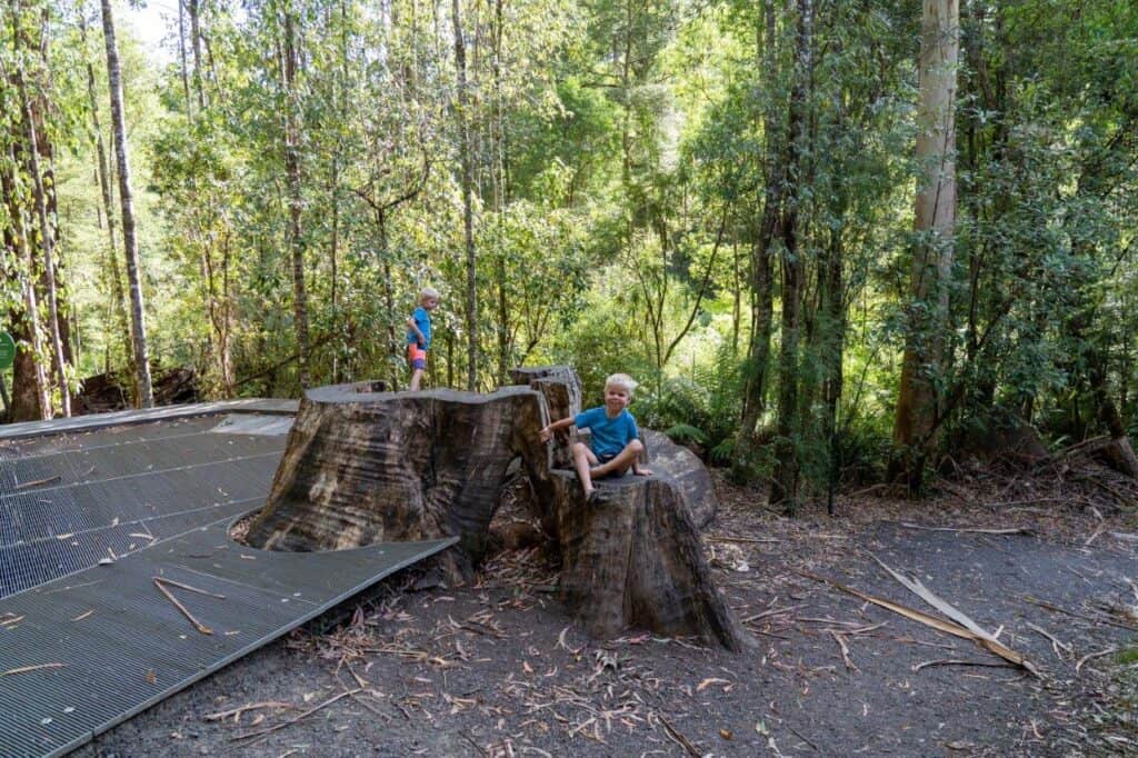 Maits Rest Rainforest Walk; break on the Great Ocean Road