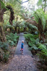 Maits Rest Rainforest Walk; break on the Great Ocean Road