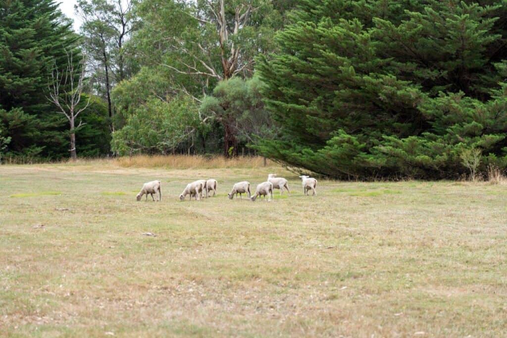 Hawkesdale Golf Club Camp