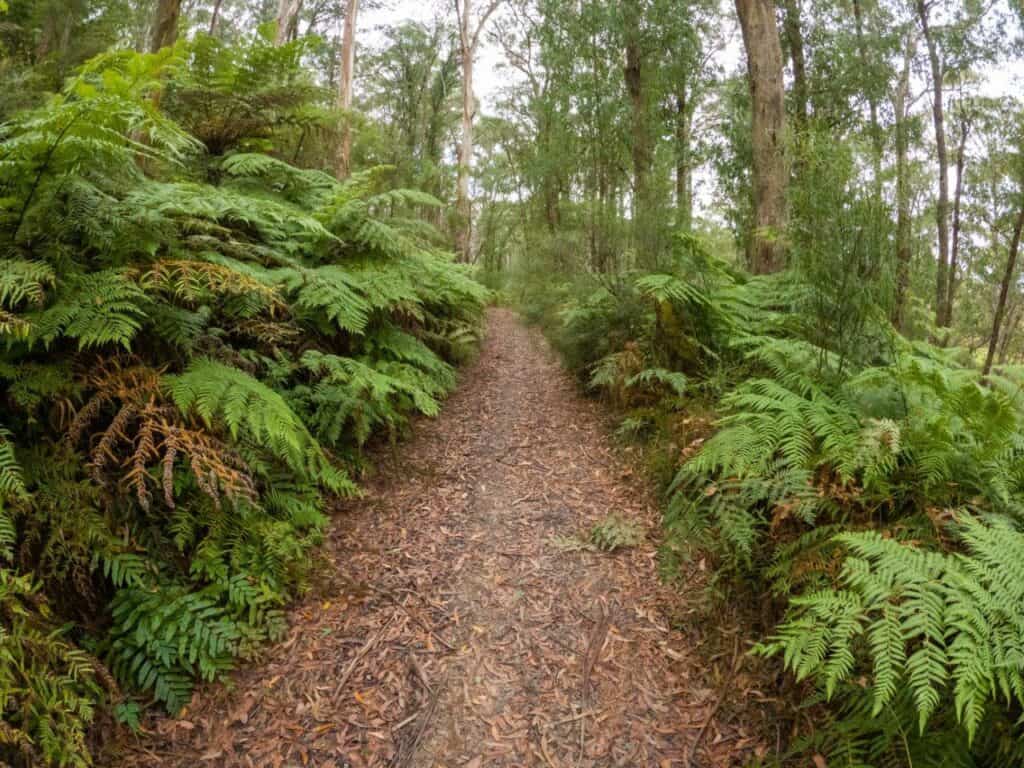 Walhalla 4WD Tracks; insane views and lots of adventure