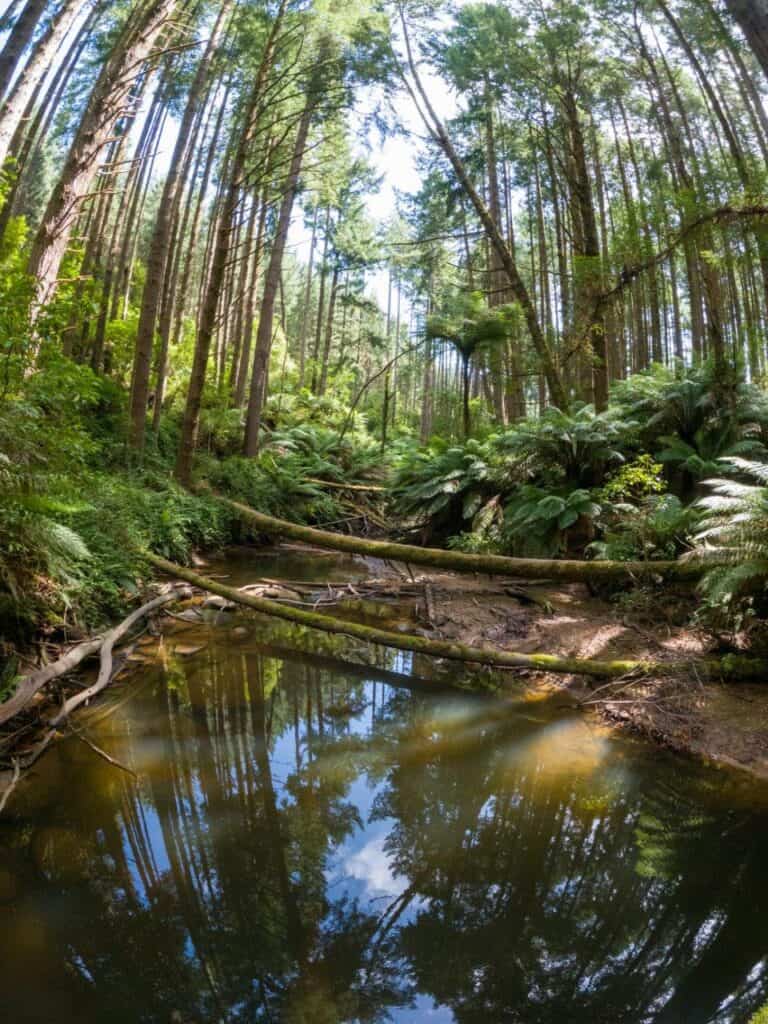 The beautiful Redwoods in the Otways National Park