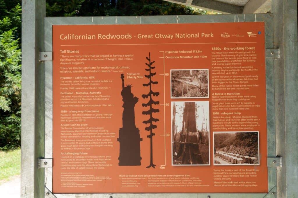 The beautiful Redwoods in the Otways National Park