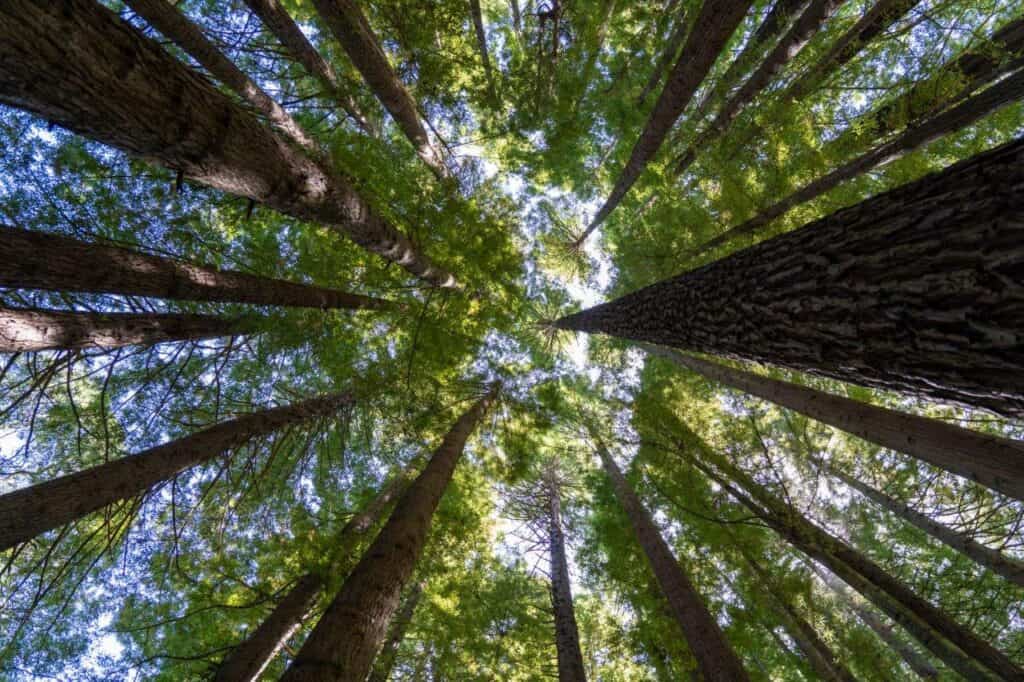 The beautiful Redwoods in the Otways National Park